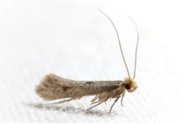 Les différents insectes de lit qui peuvent troubler vos nuits